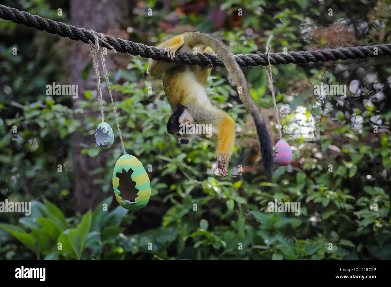 London, UK. 18th Apr, 2019. ZSL London Zoo keepers prepared an Easter ...