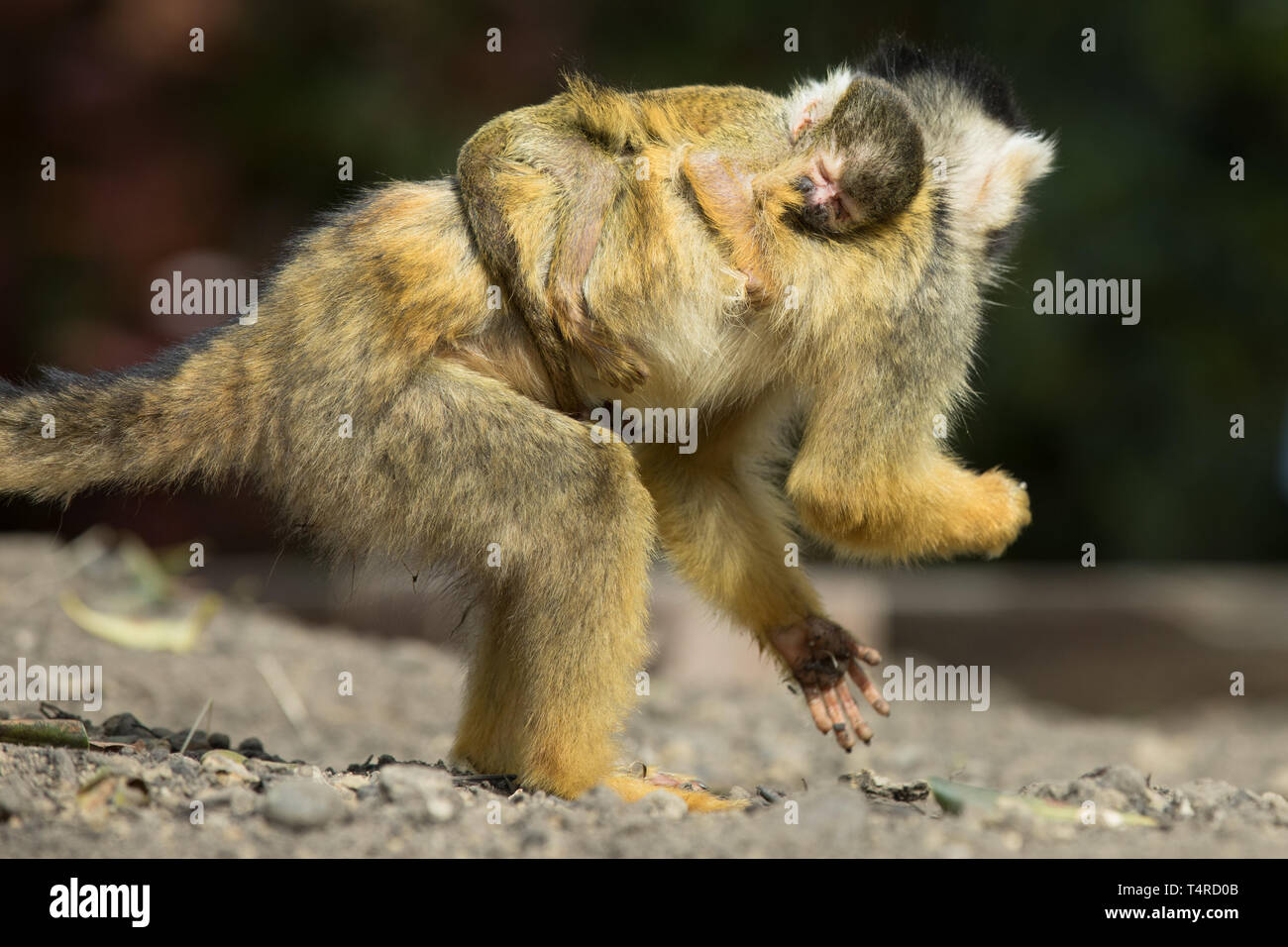 Monkeys Giving Birth