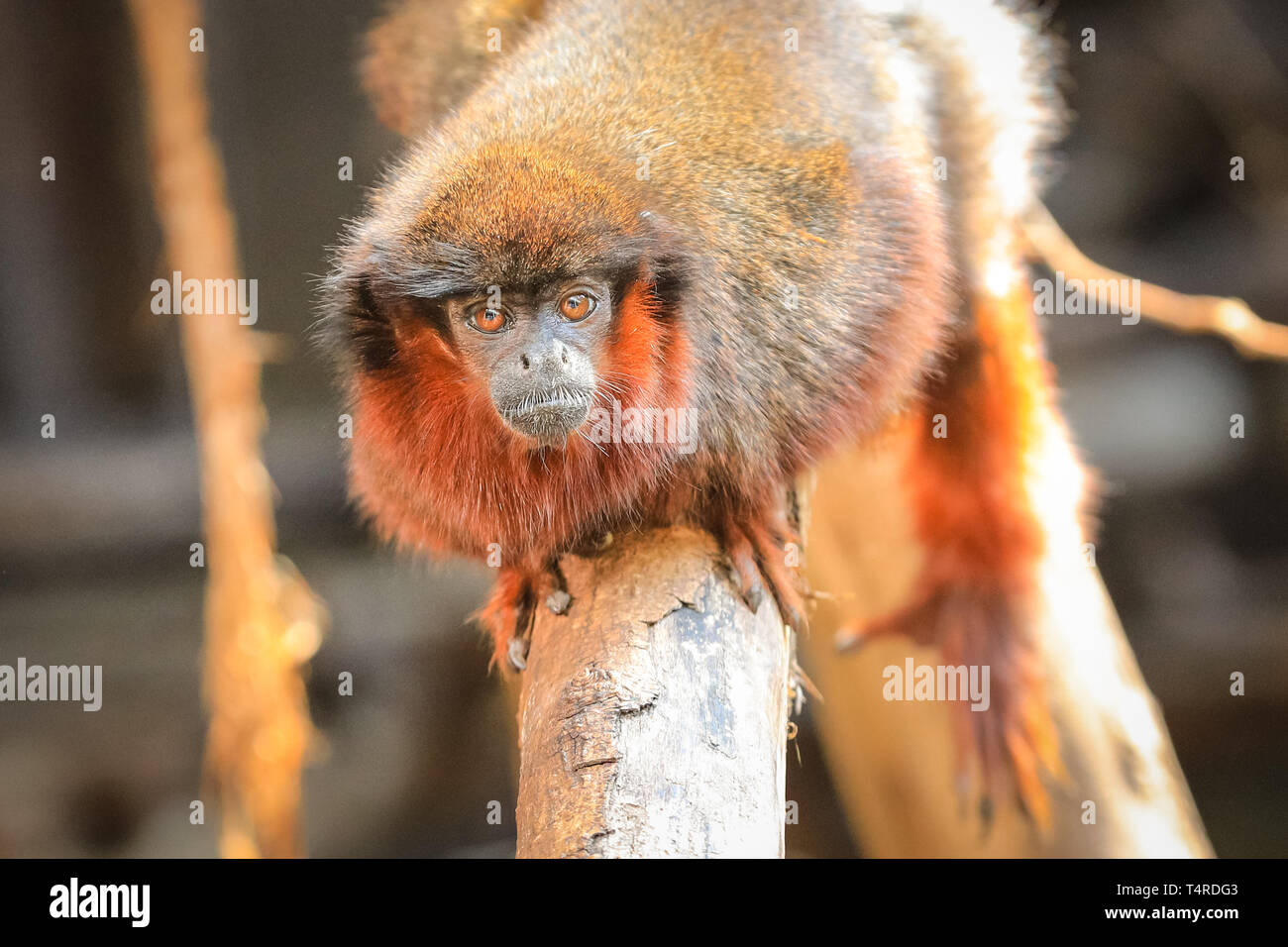 Monkey tamarind hi-res stock photography and images - Alamy