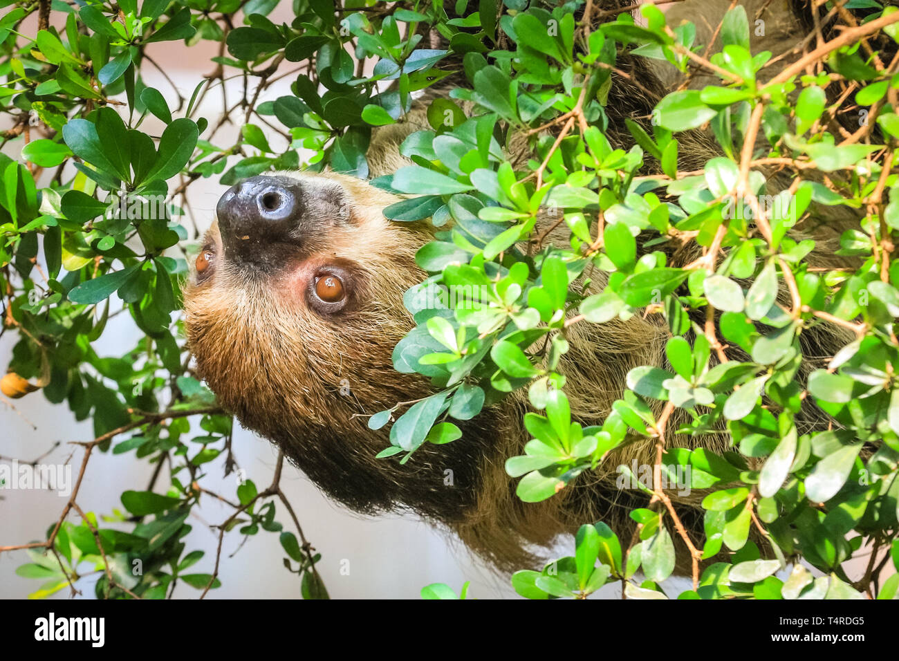 Sloths close up hi-res stock photography and images - Alamy