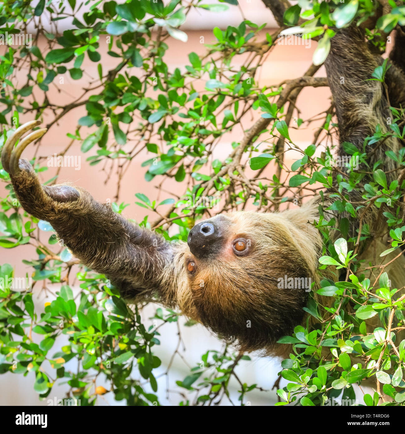 Zoo animals happy hi-res stock photography and images - Alamy