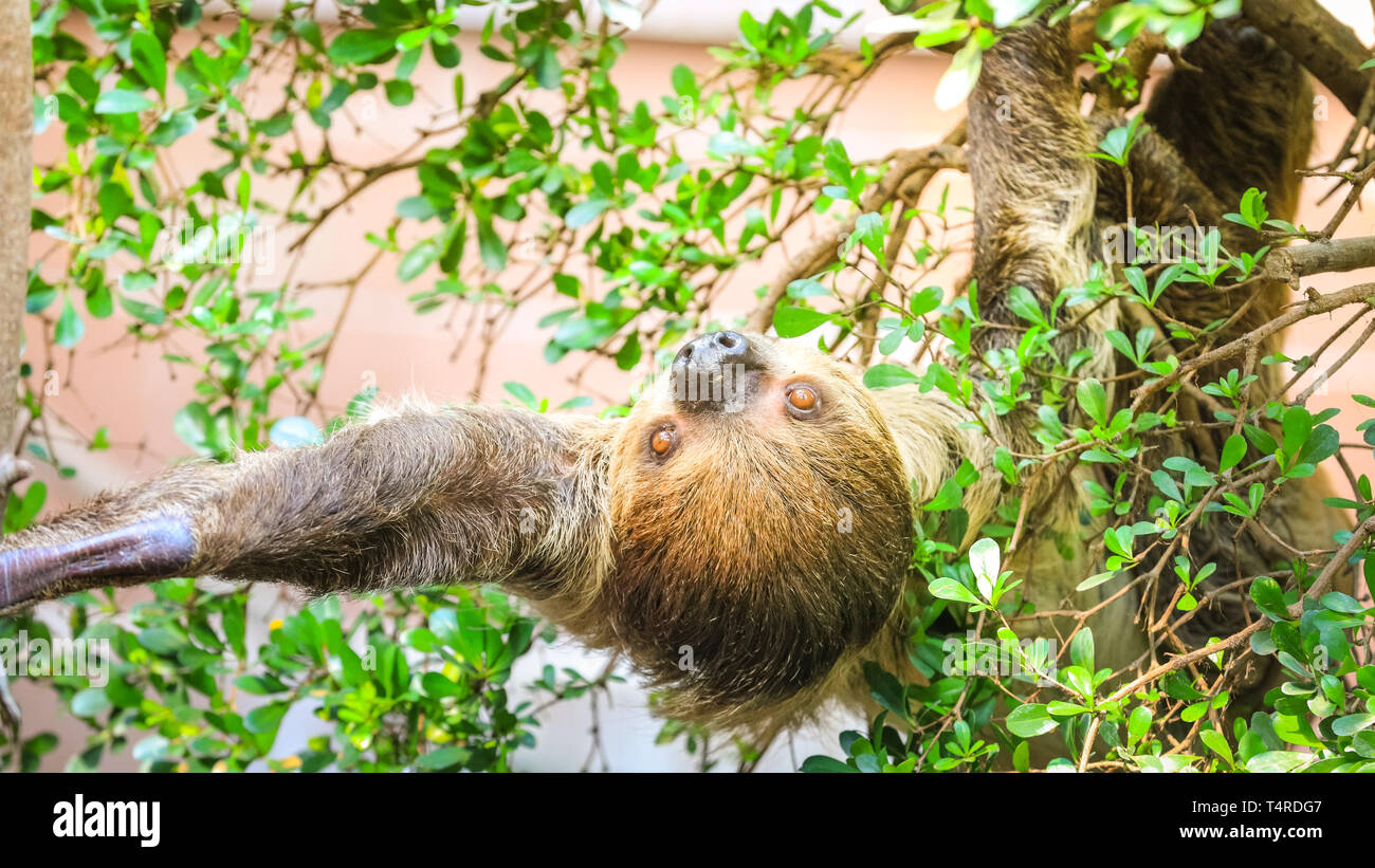 Laziness sloth hi-res stock photography and images - Alamy