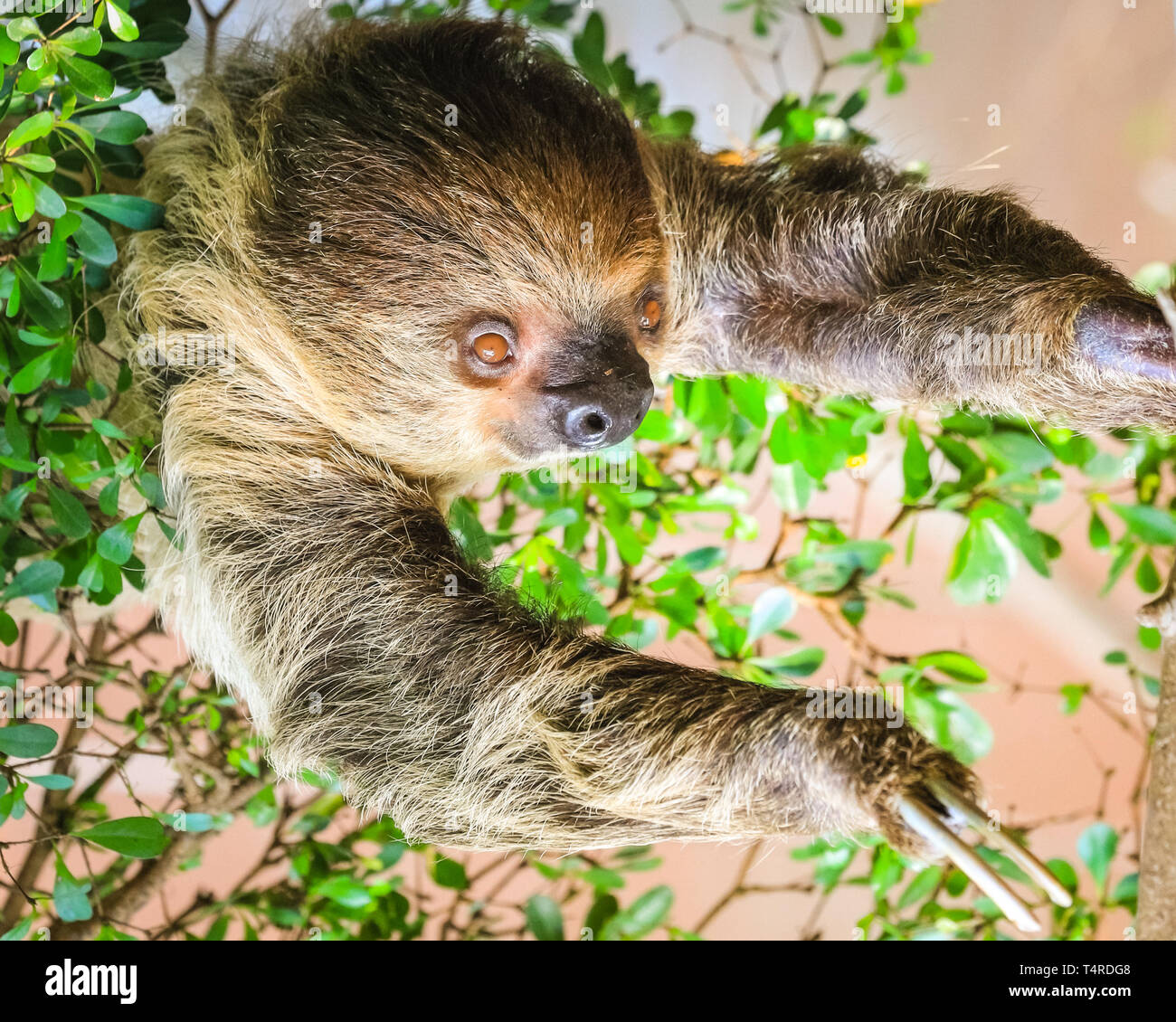 Sloths close up hi-res stock photography and images - Alamy