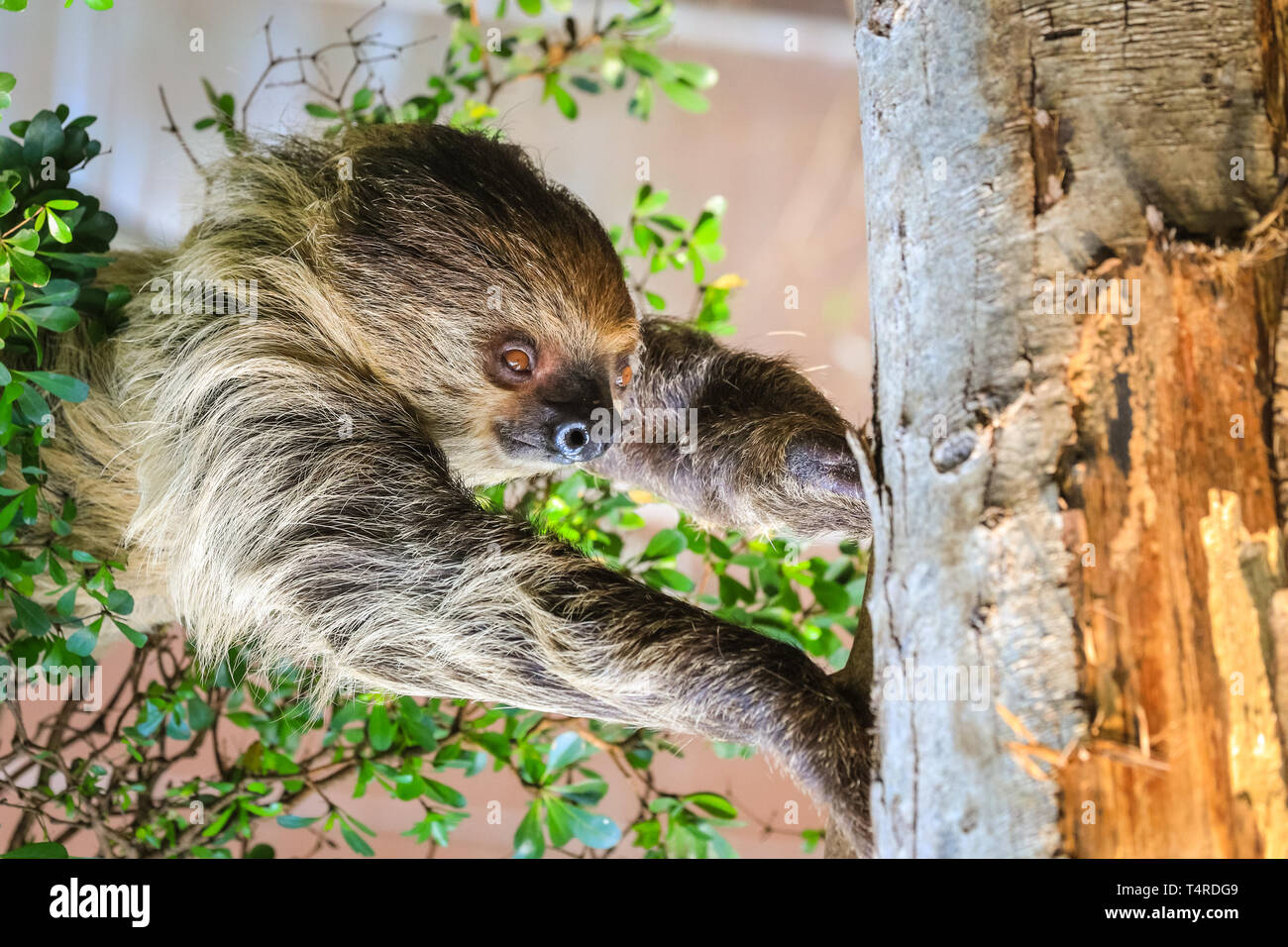 ZSL London Zoo, London, UK, 18th April 2019. Male sloth Leander, a ...