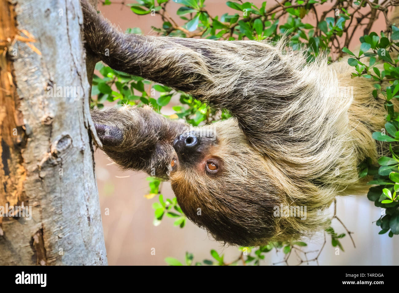 Leander the sloth hi-res stock photography and images - Alamy