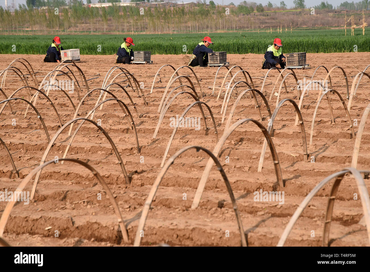 Handan, Handan, China. 19th Apr, 2019. Handan, CHINA-Peasants are busy ...