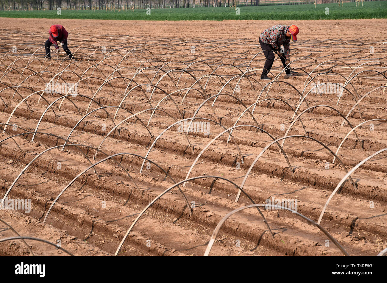 Handan, Handan, China. 19th Apr, 2019. Handan, CHINA-Peasants are busy ...
