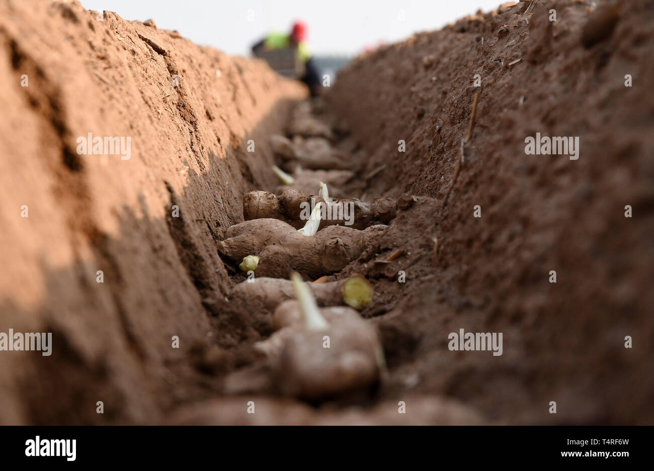 Handan, Handan, China. 19th Apr, 2019. Handan, CHINA-Peasants are busy ...