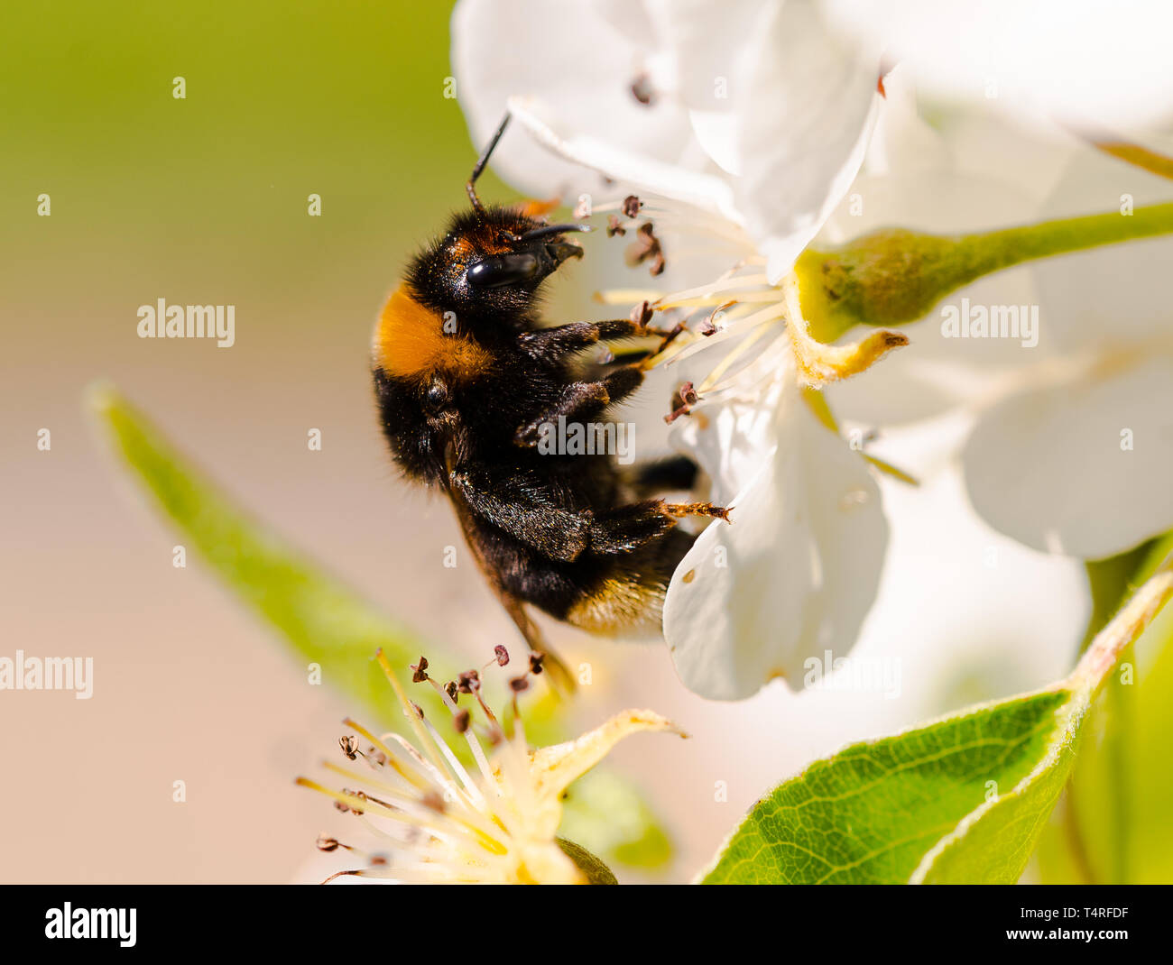 Seligenstadt, Germany. 18th Apr, 2019. A bumblebee sits at a fruit tree ...