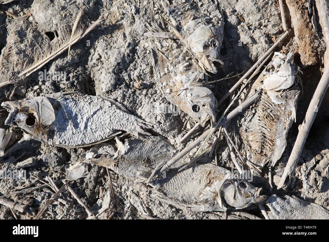 Dead fish on the shore of the salton sea california hi-res stock ...