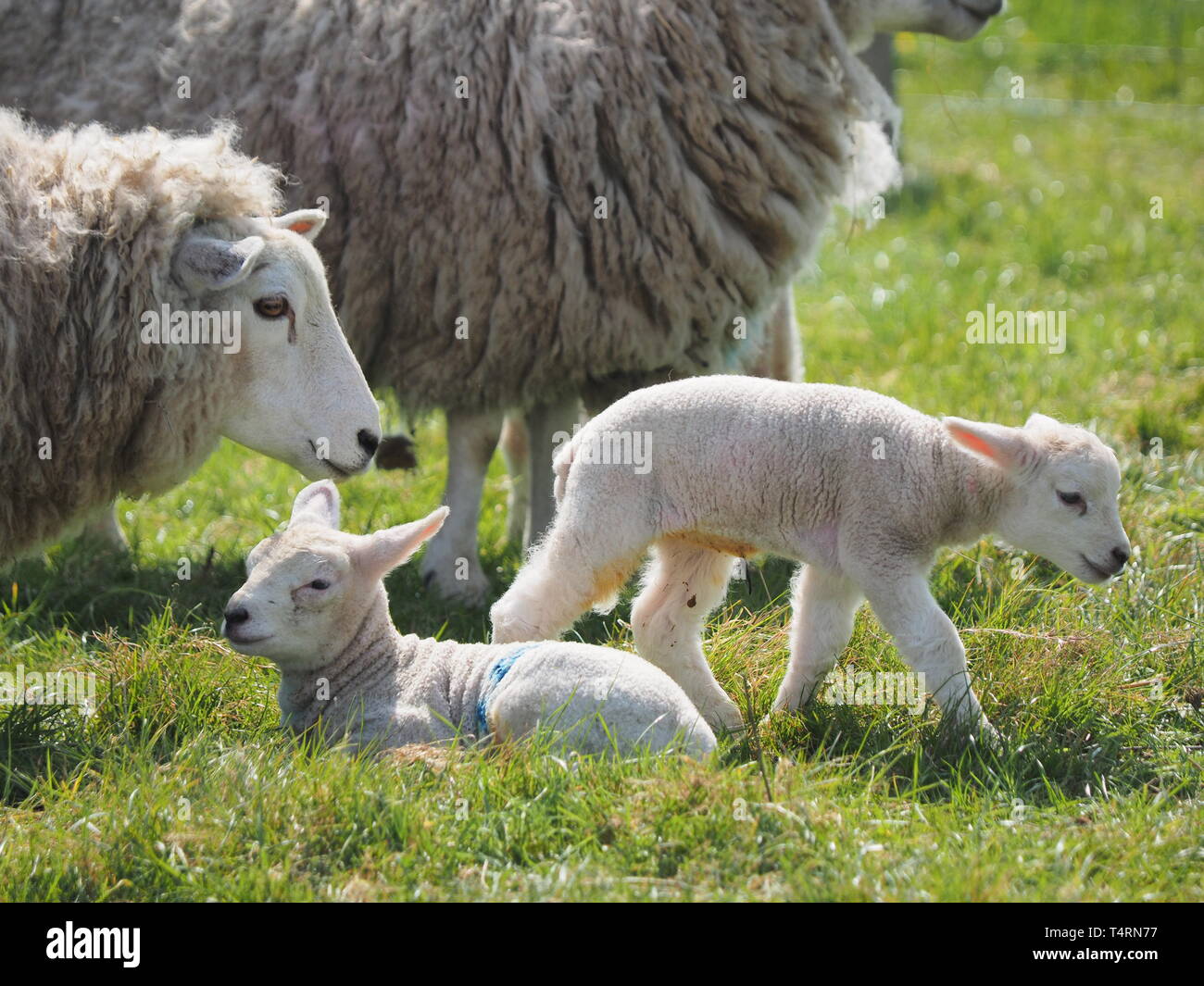 Sheerness, Kent, UK. 19th April, 2019. Danley Marshes Farm held an ...