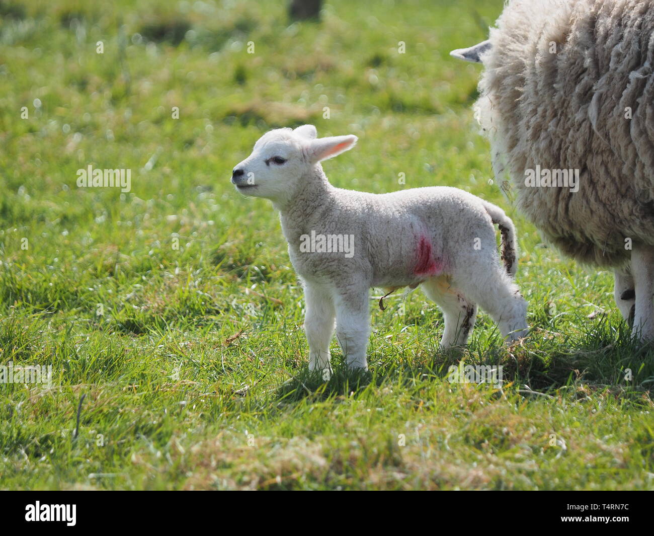 Sheerness, Kent, UK. 19th April, 2019. Danley Marshes Farm held an ...