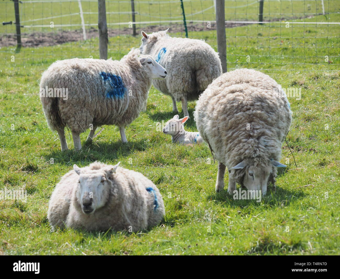 Sheerness, Kent, UK. 19th April, 2019. Danley Marshes Farm held an ...
