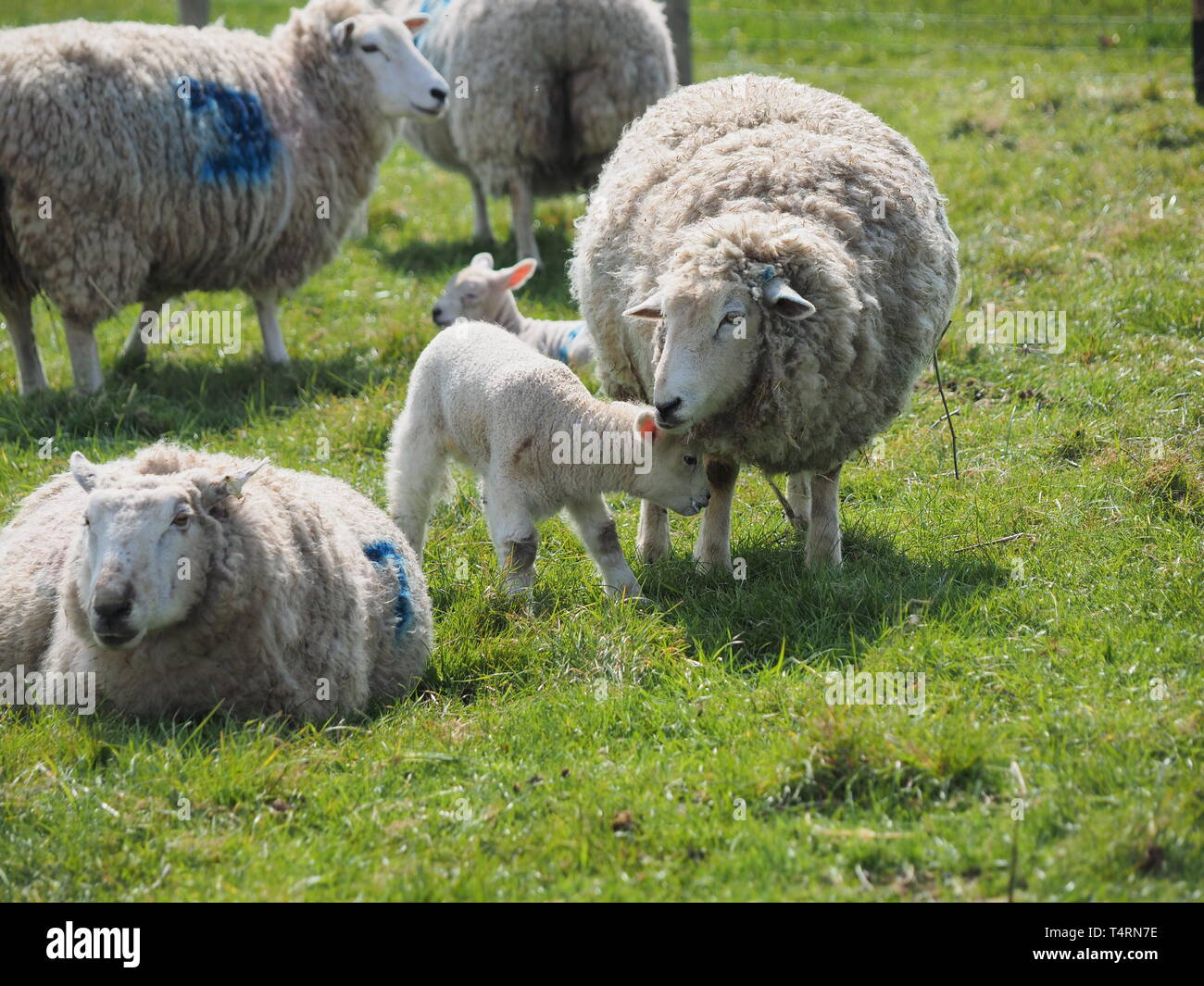 Sheerness, Kent, UK. 19th April, 2019. Danley Marshes Farm held an ...