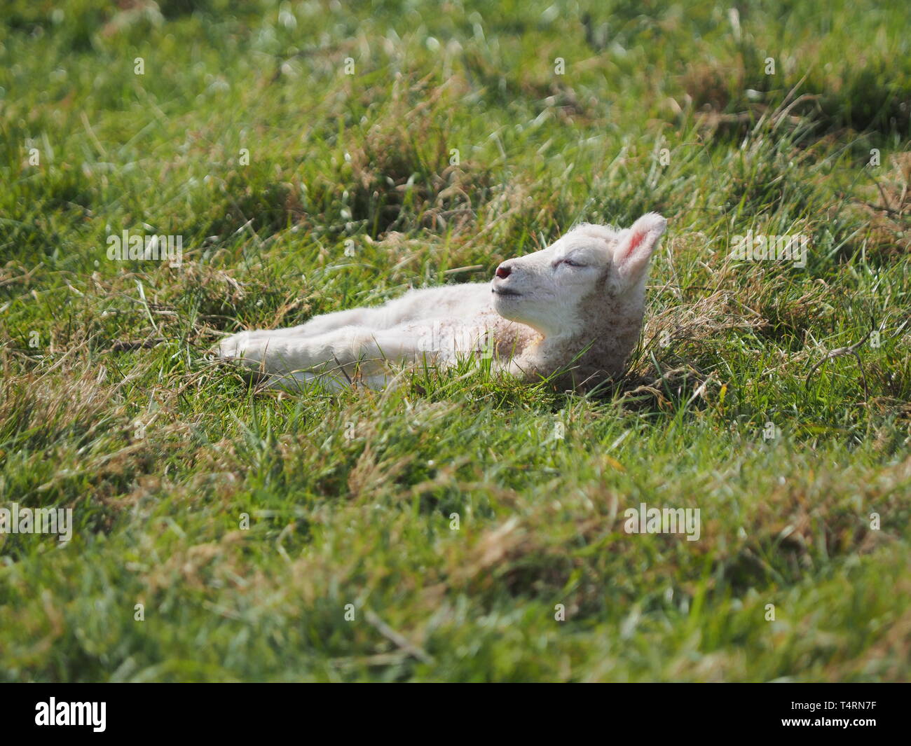 Sheerness, Kent, UK. 19th April, 2019. Danley Marshes Farm held an ...