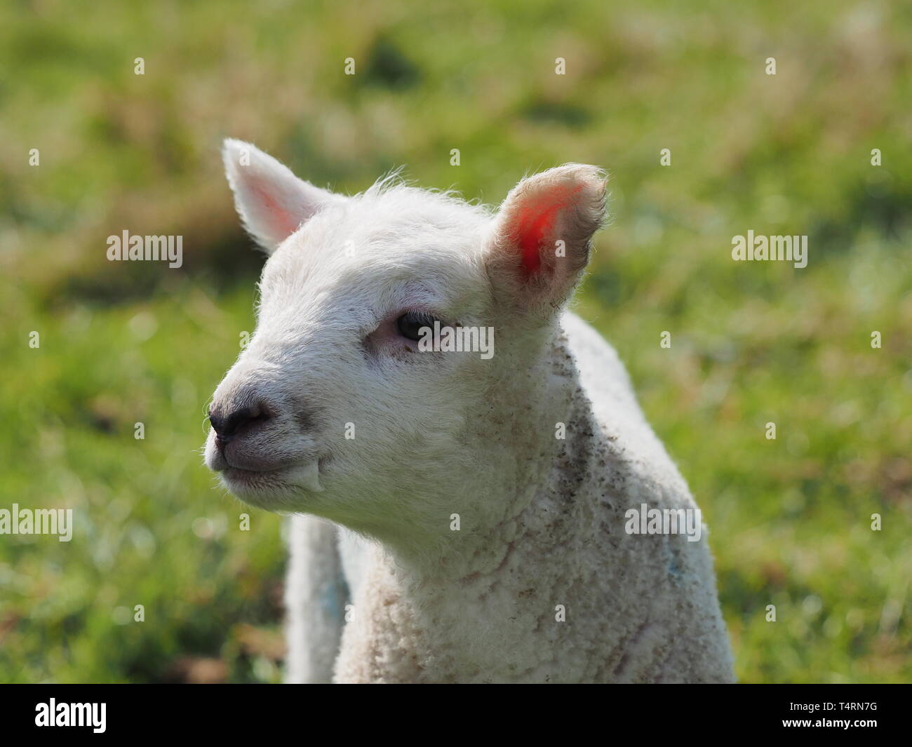 Sheerness, Kent, UK. 19th April, 2019. Danley Marshes Farm held an ...
