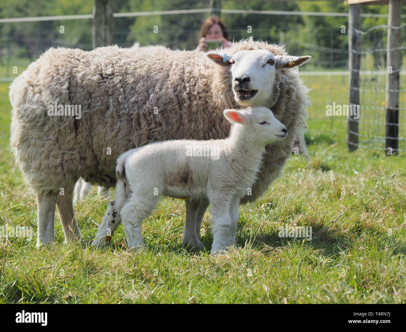 Sheerness, Kent, UK. 19th April, 2019. Danley Marshes Farm held an ...