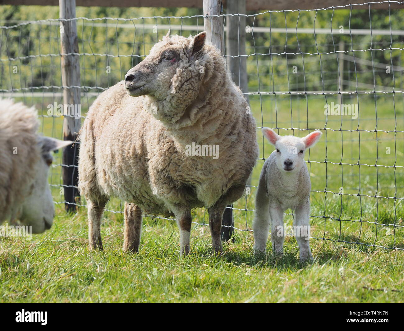 Sheerness, Kent, UK. 19th April, 2019. Danley Marshes Farm held an ...