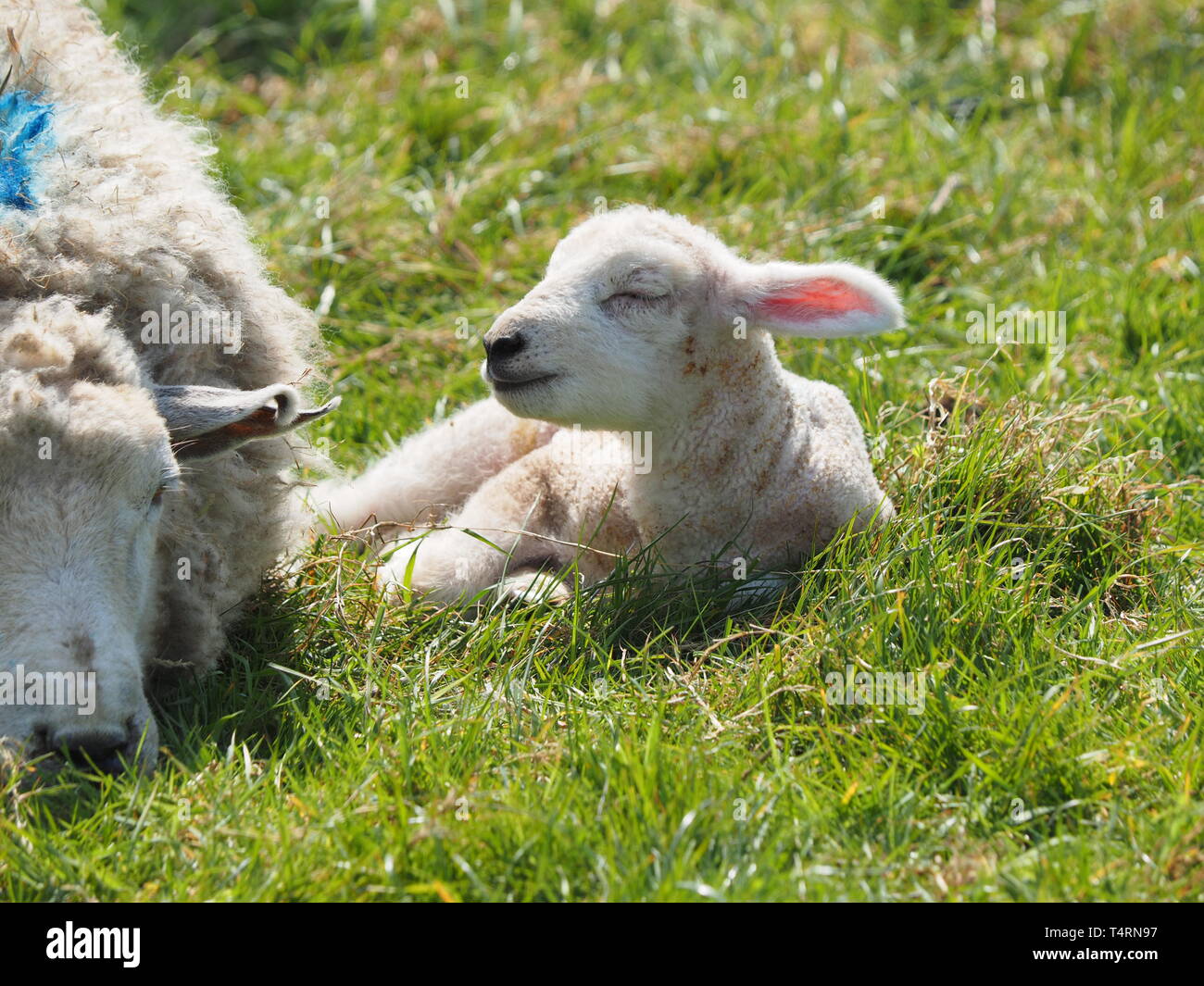 Sheerness, Kent, UK. 19th April, 2019. Danley Marshes Farm held an ...