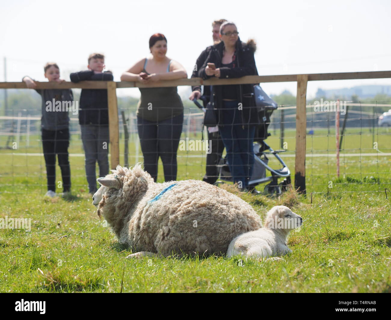 Sheerness, Kent, UK. 19th April, 2019. Danley Marshes Farm held an ...