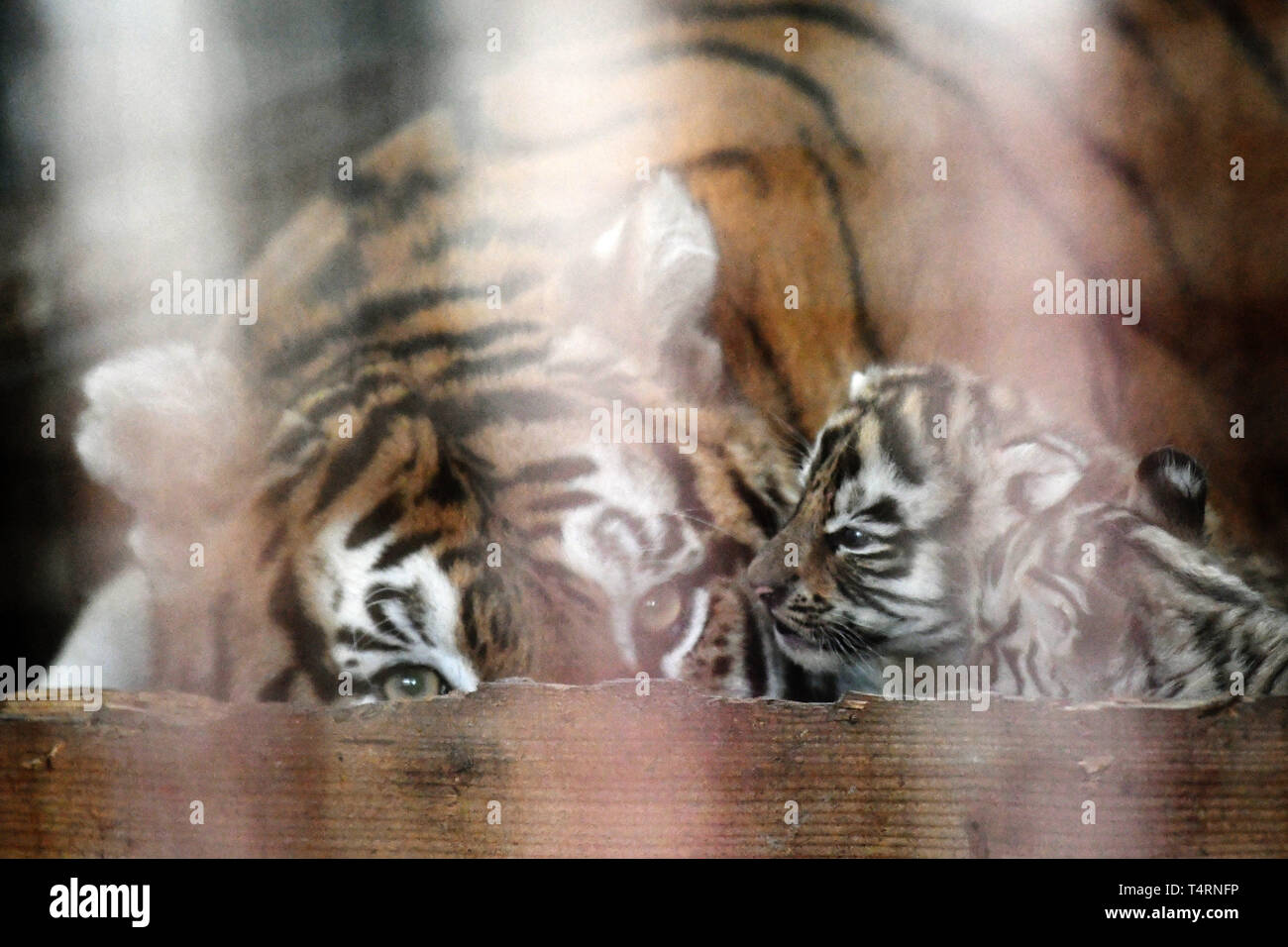 Hailin, China's Heilongjiang Province. 18th Apr, 2019. A tiger and her ...