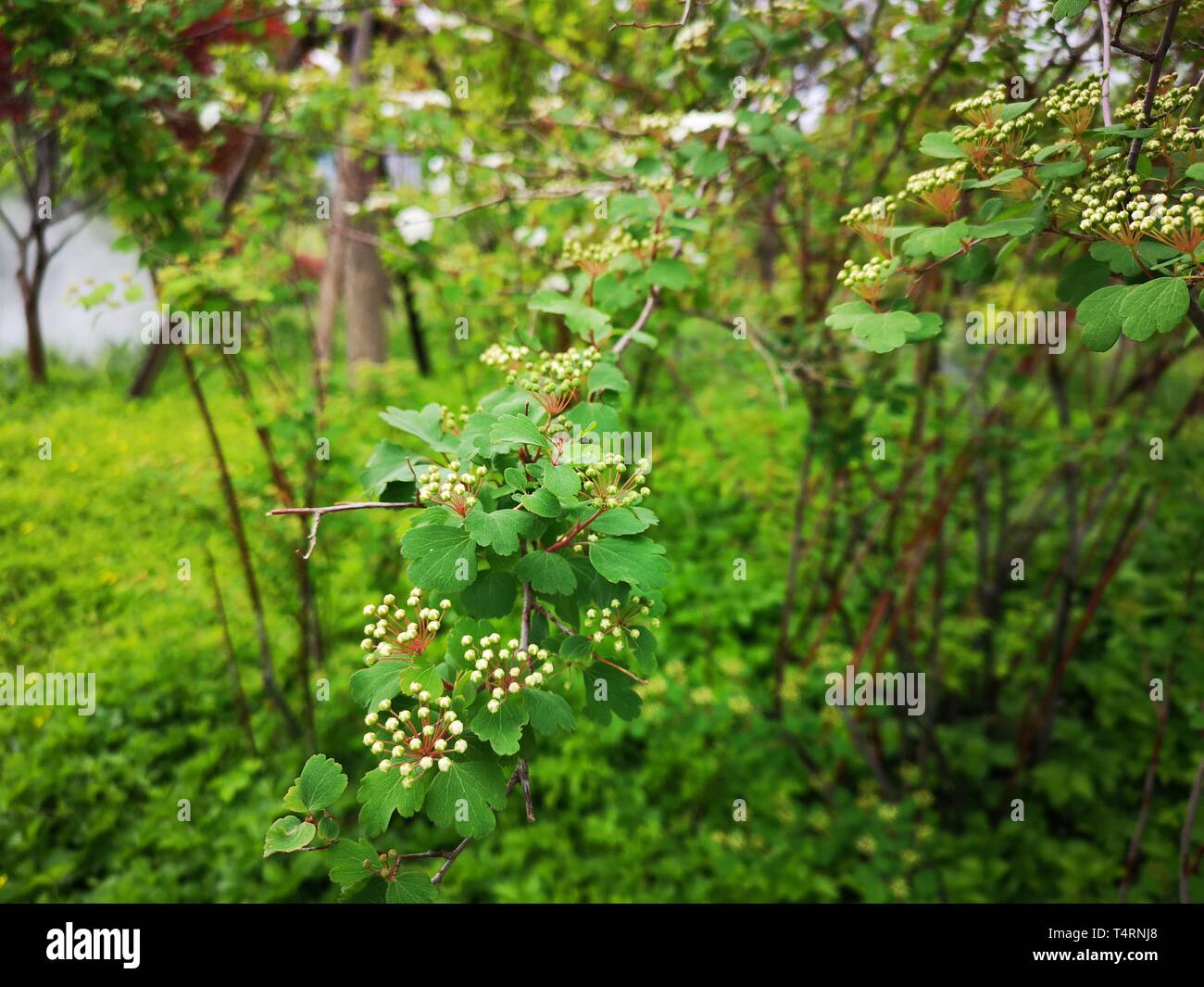 Beijing, China. 19th Apr, 2019. Photo taken with a mobile phone shows ...