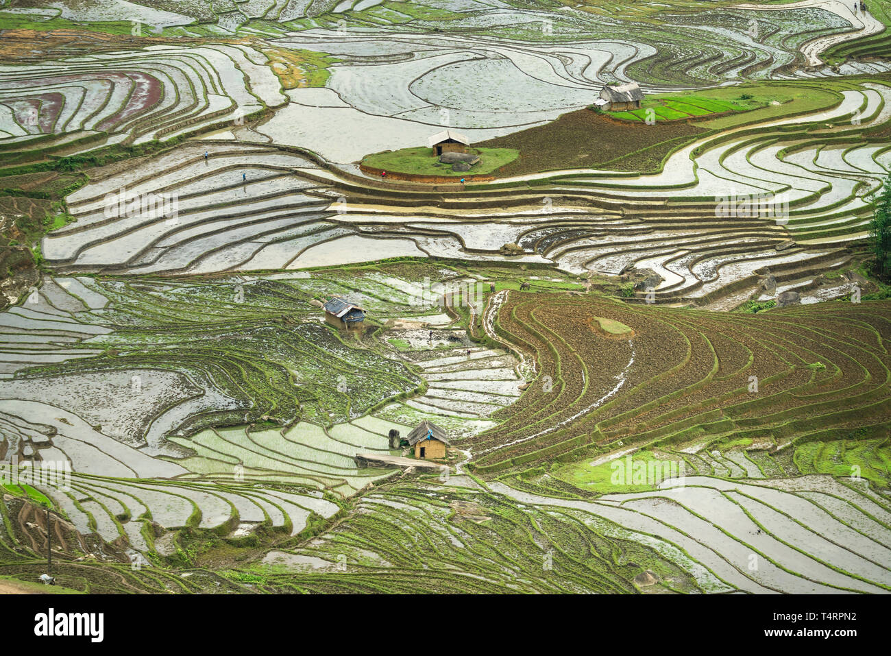The image is as beautiful as the oil painting of terraced field. Curved ...