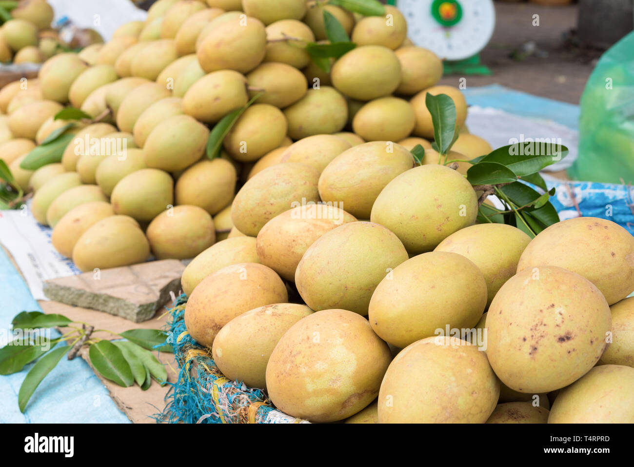Sapodilla, tropical fruit displayed at Vinh Long fruit market, Mekong ...
