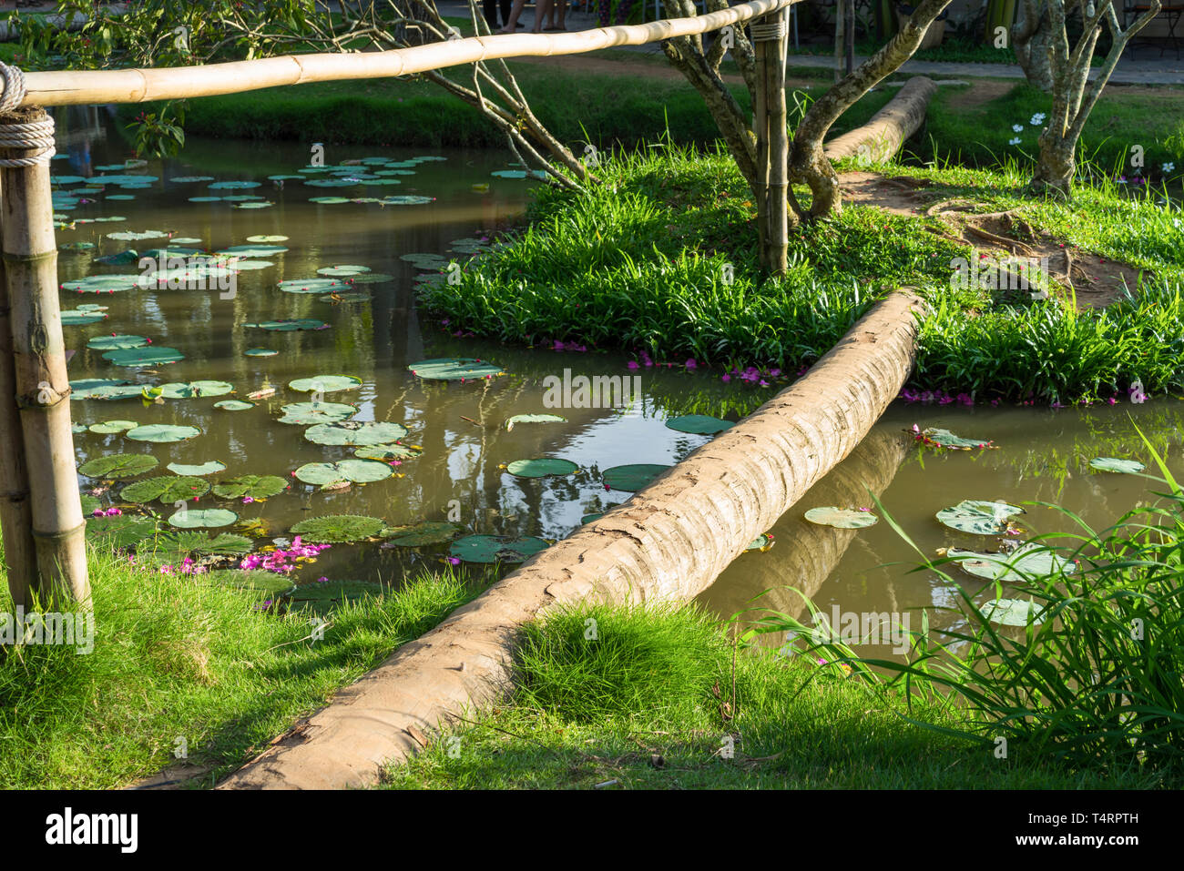 Walking small bridge made from coconut tree body in Asia Stock Photo ...