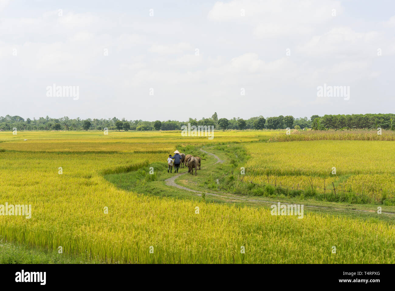 Rice field by harvest season Stock Photo - Alamy