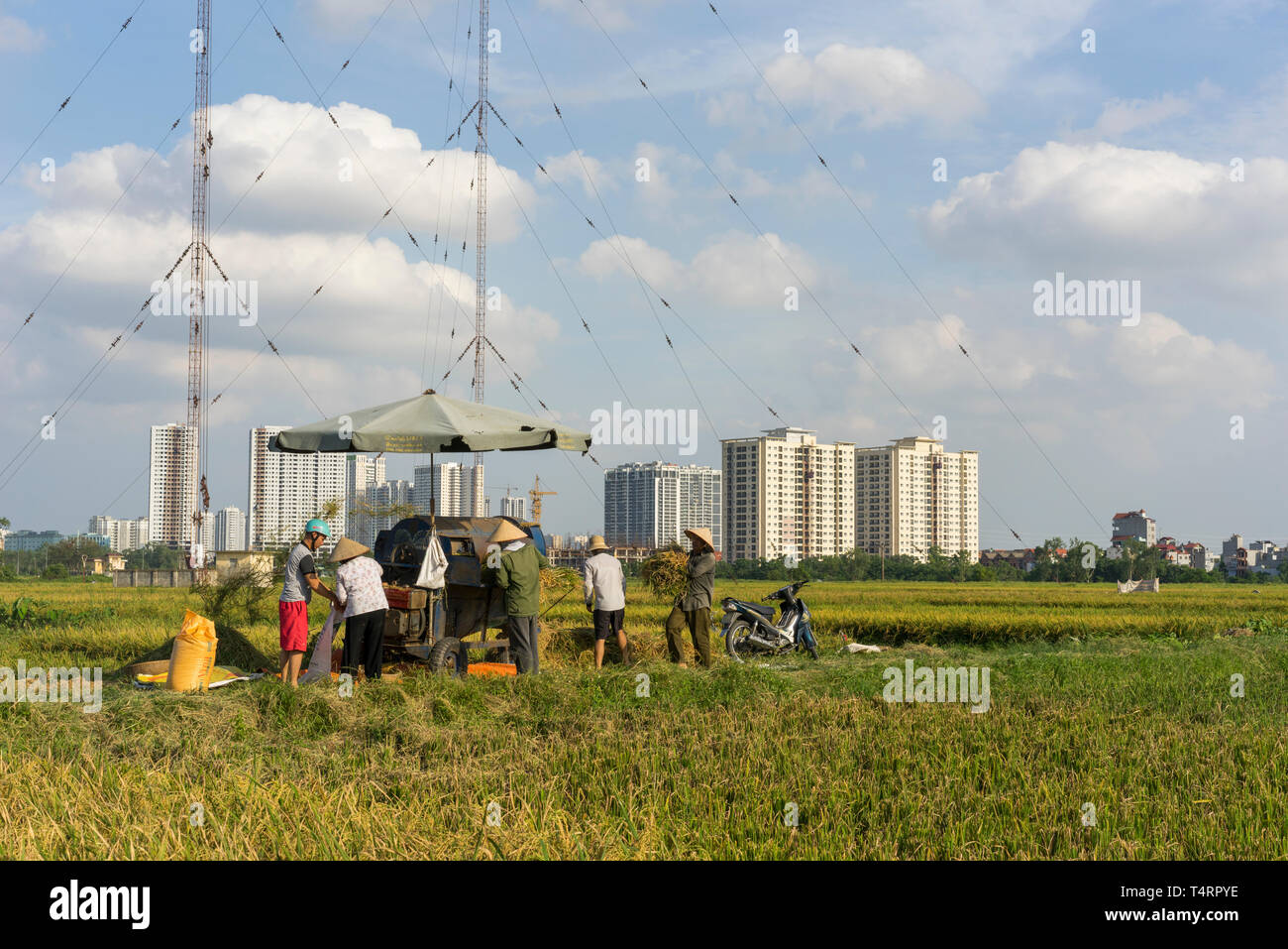 Rice field with high buildings on background Stock Photo - Alamy