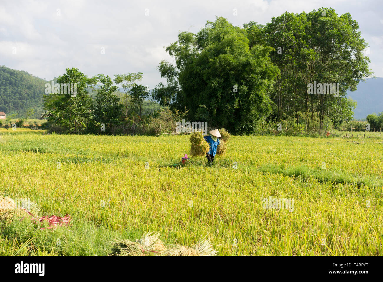 Rice field by harvest season in Vietnam Stock Photo - Alamy