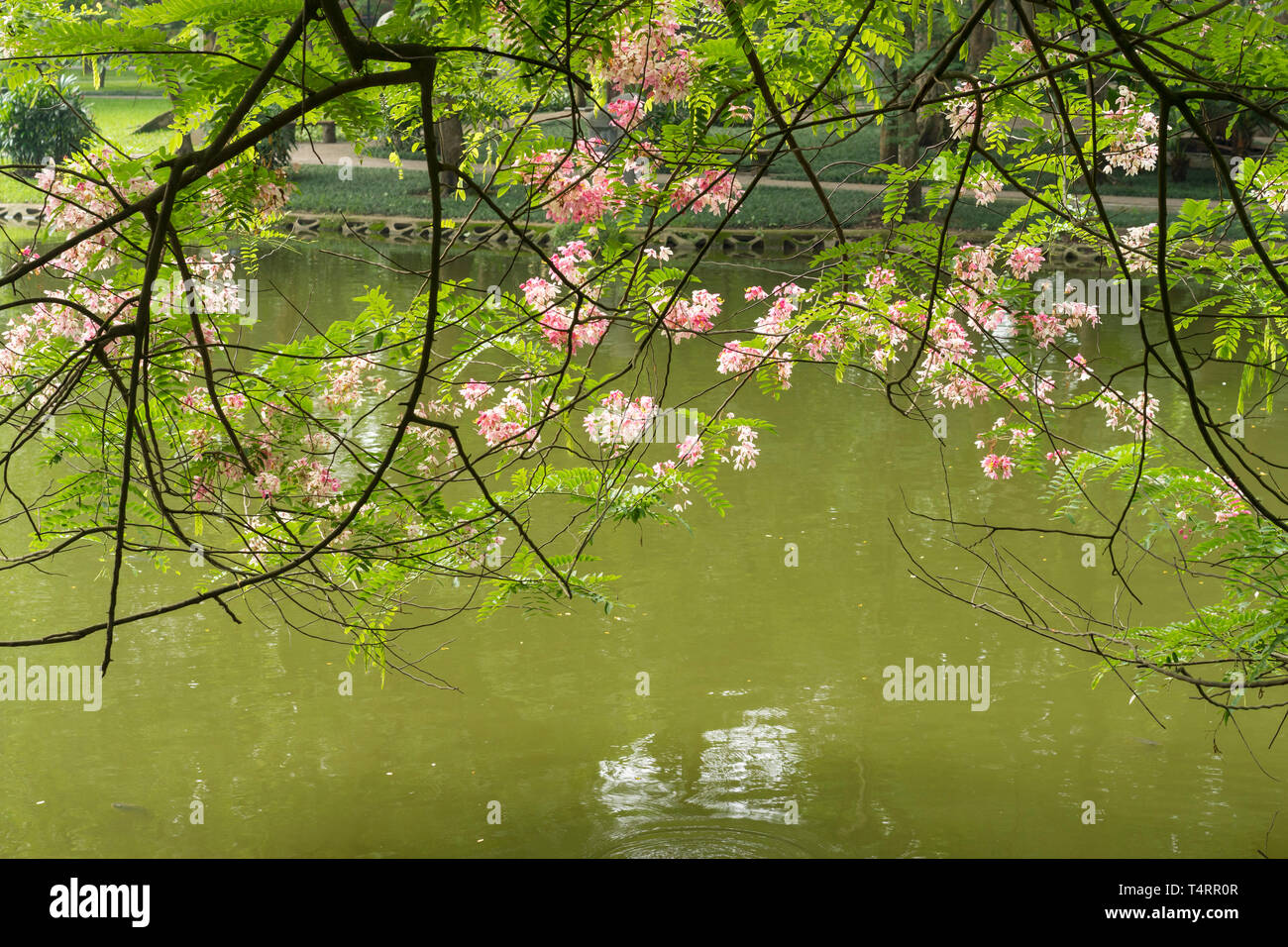 Flower over water surface in Hanoi park Stock Photo - Alamy