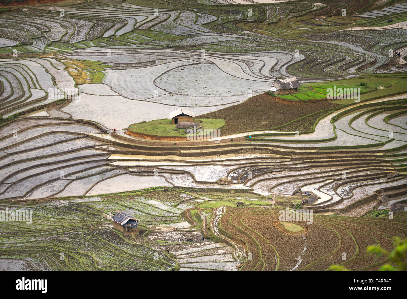 The image is as beautiful as the oil painting of terraced field. Curved ...