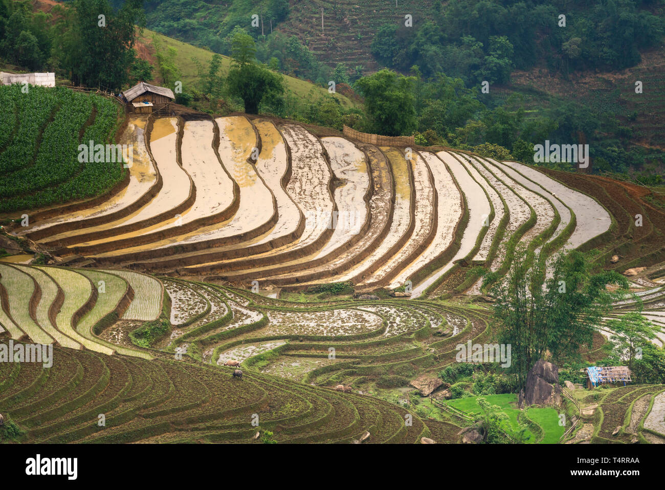 The image is as beautiful as the oil painting of terraced field. Curved ...