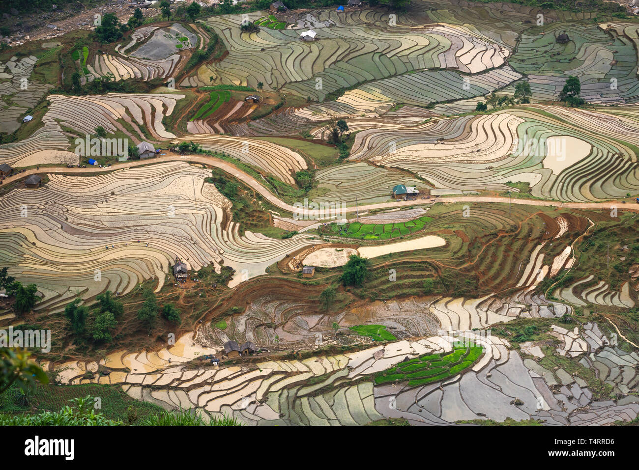 The image is as beautiful as the oil painting of terraced field. Curved ...