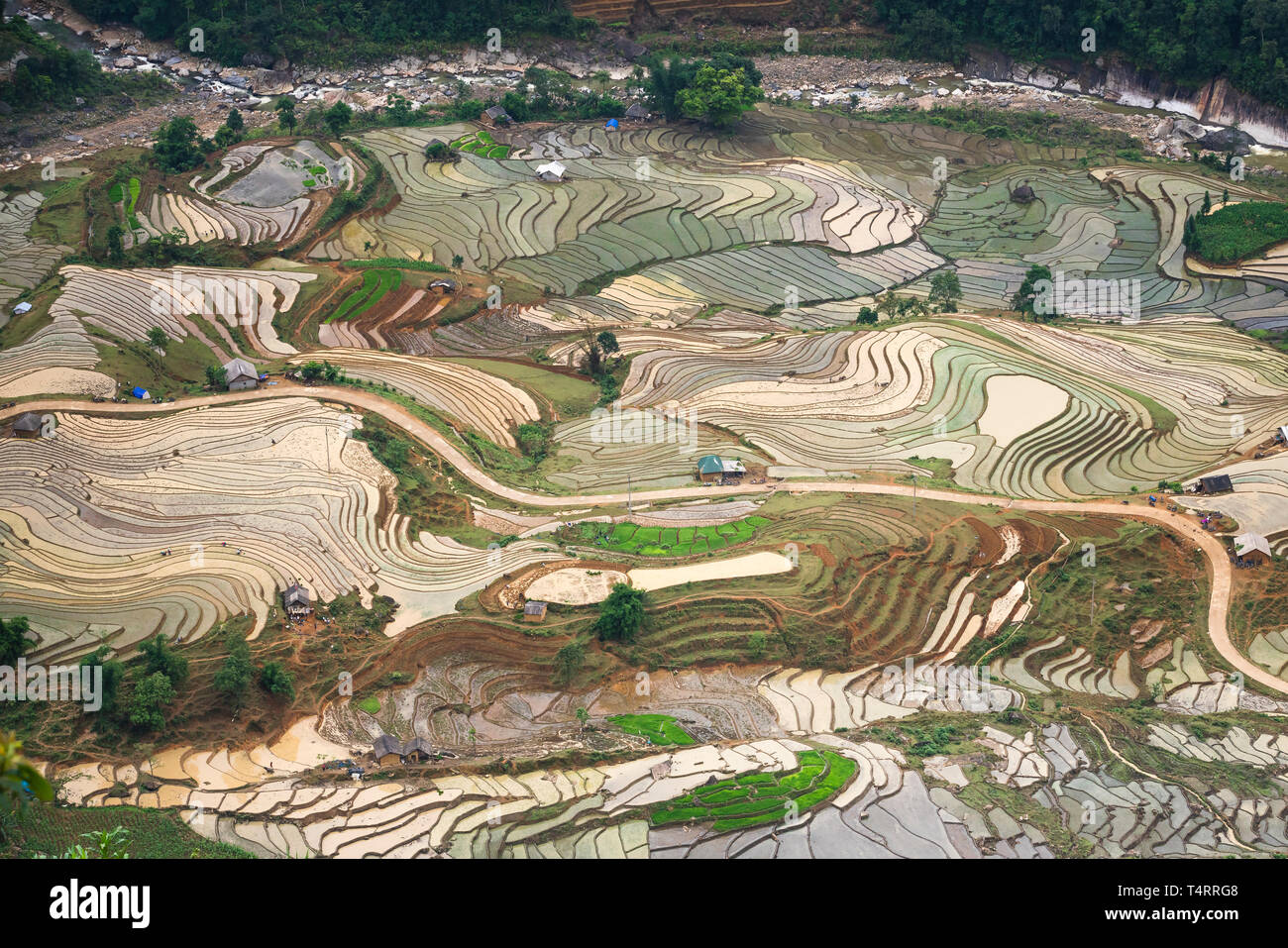 The image is as beautiful as the oil painting of terraced field. Curved ...