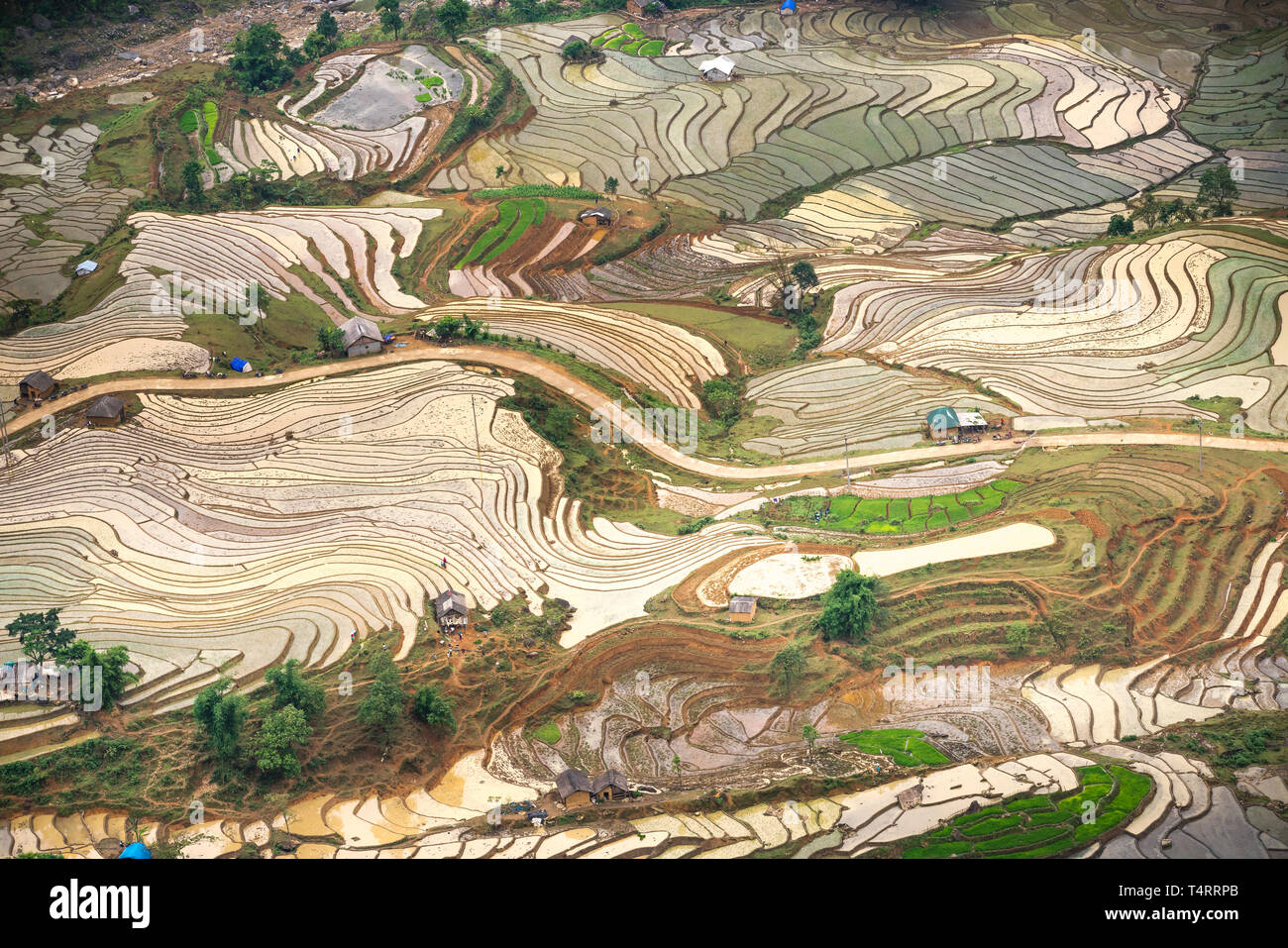The image is as beautiful as the oil painting of terraced field. Curved ...