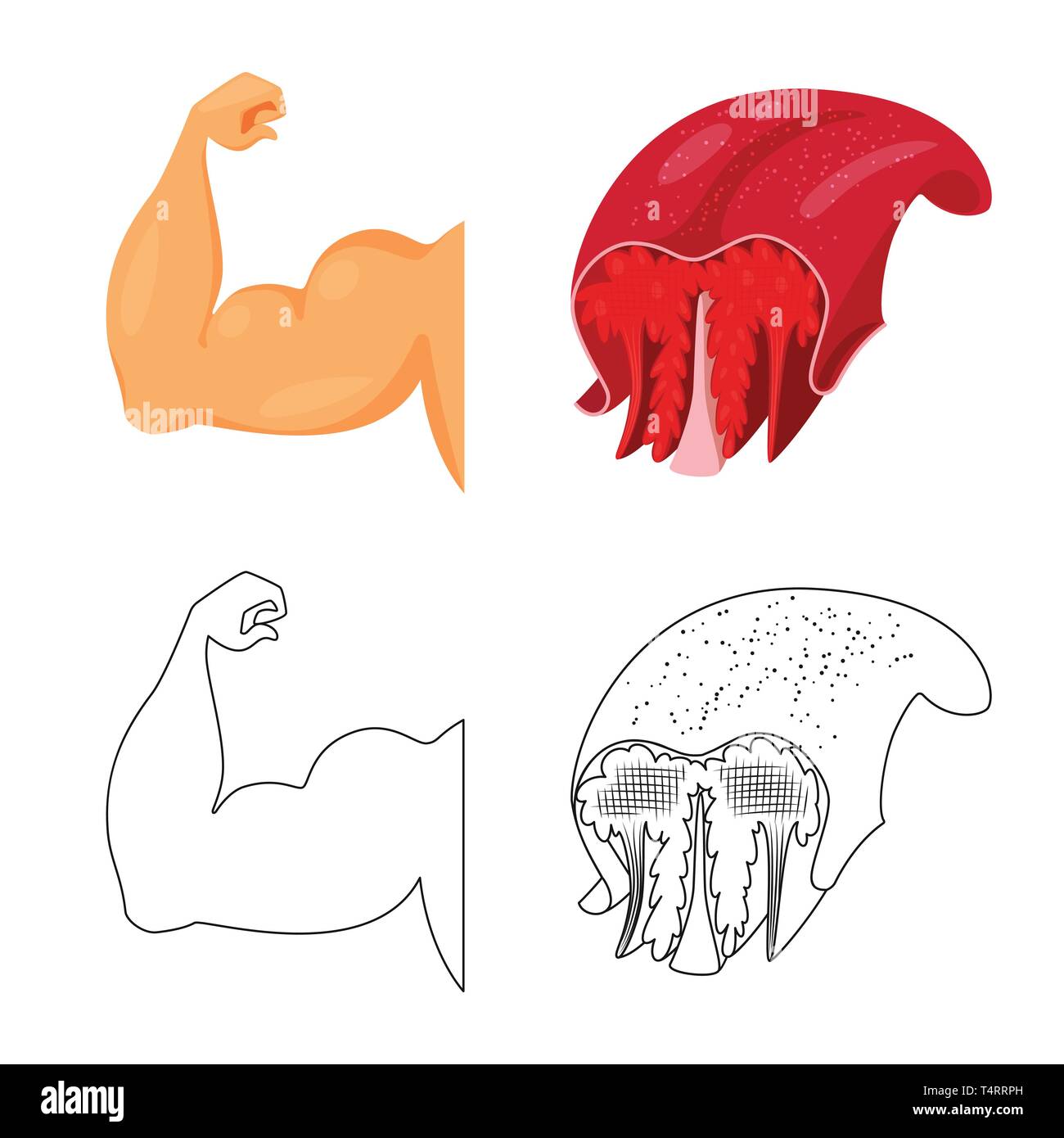 Isolated object of fiber and muscular logo. Set of fiber and body ...