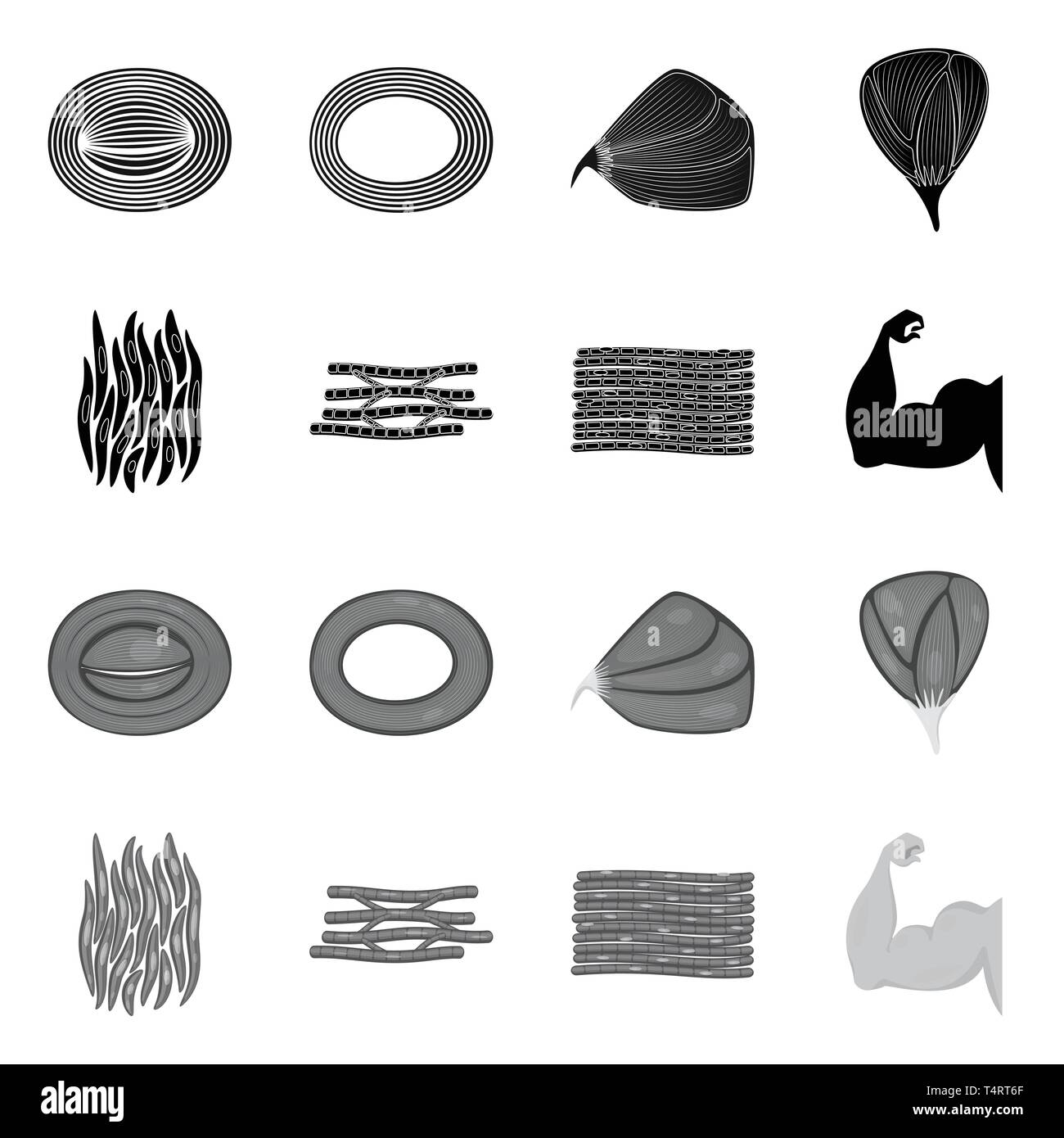 Isolated object of fiber and muscular sign. Collection of fiber and ...