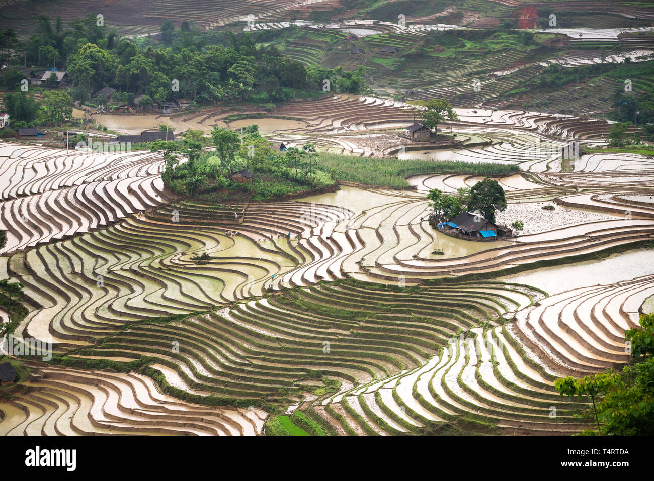 The image is as beautiful as the oil painting of terraced field. Curved ...