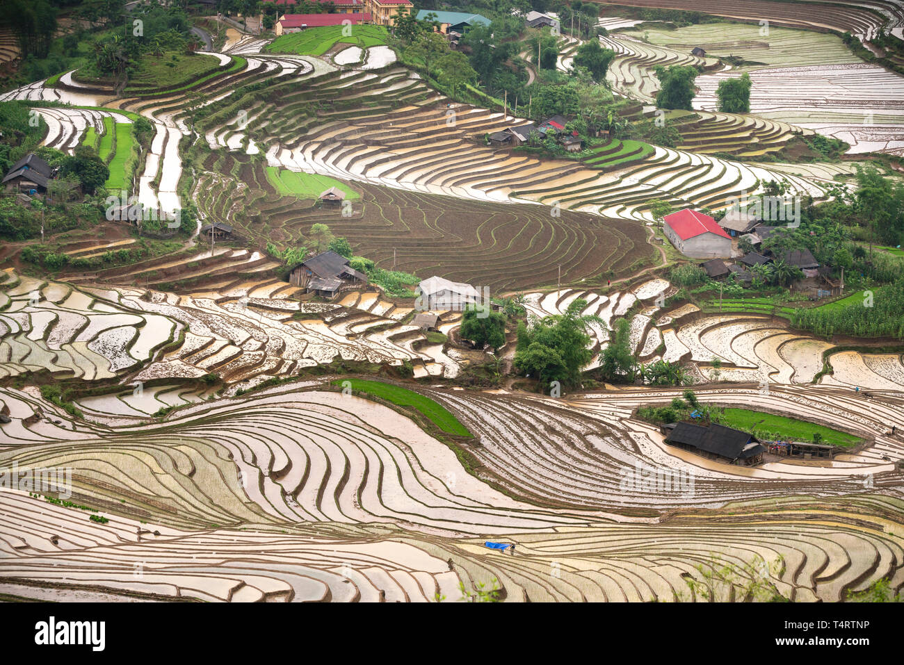 The image is as beautiful as the oil painting of terraced field. Curved ...