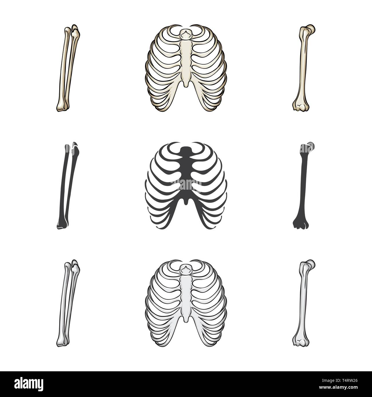 Human shin bone Stock Vector Images - Alamy