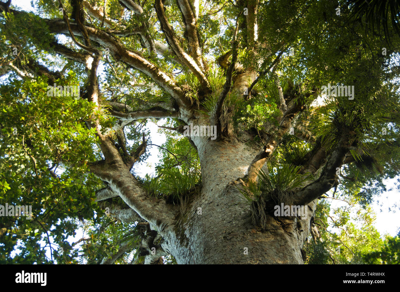 Giant kauri tane mahuta hi-res stock photography and images - Alamy