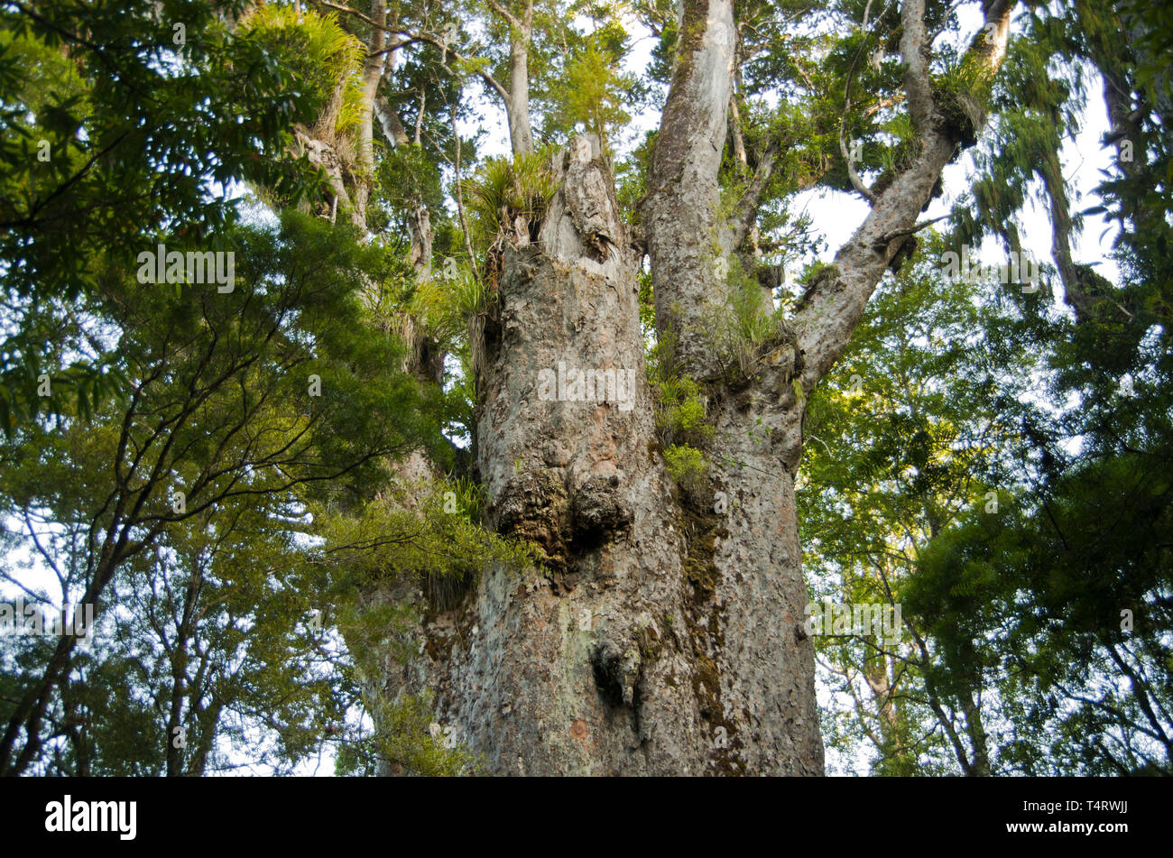 Kauri Forest, New Zealand Stock Photo - Alamy