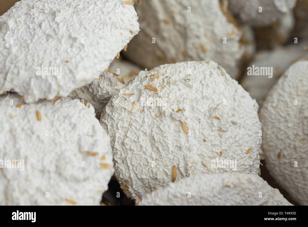 Inactive yeast High Resolution Stock Photography and Images - Alamy