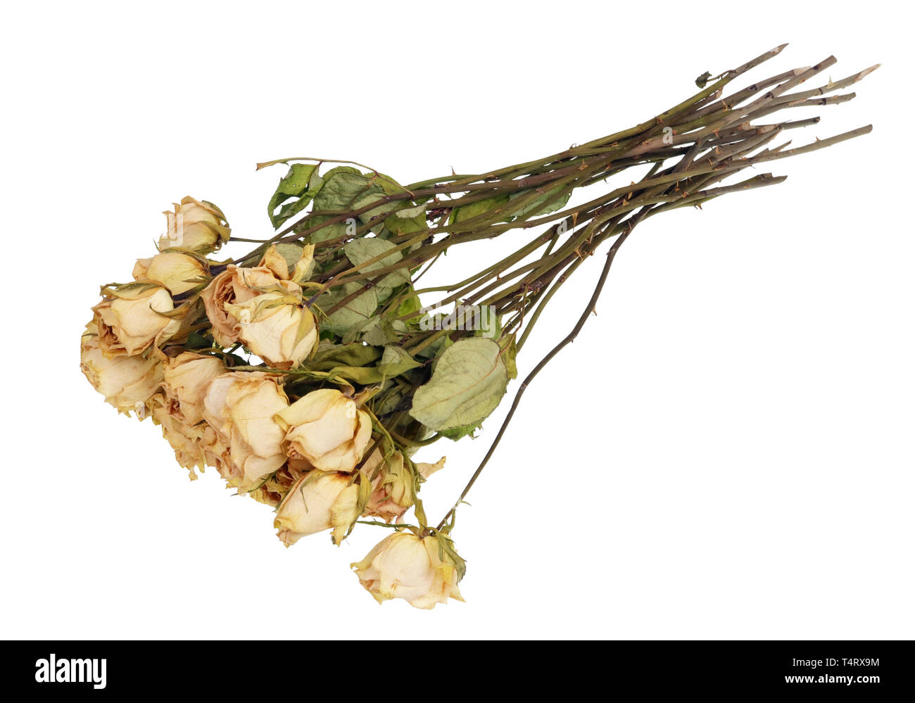 Dead red roses flower garden Cut Out Stock Images & Pictures - Alamy