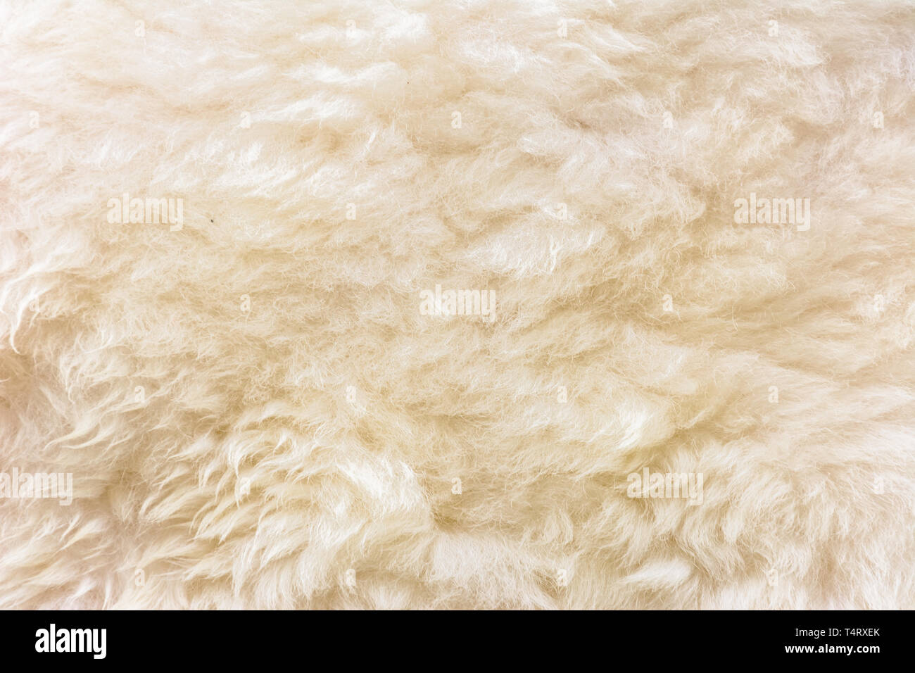 White wool texture background, Natural fluffy fur sheep wool skin ...