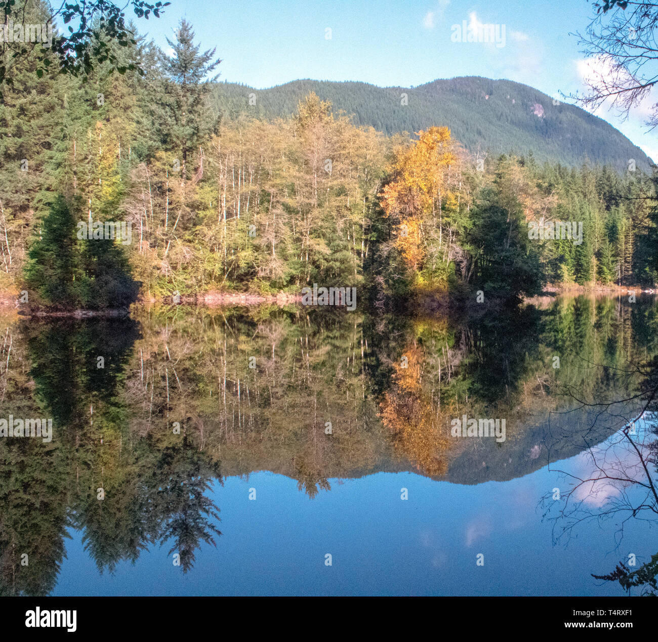 Reflections on Rice Lake, Vancouver, British Columbia Stock Photo - Alamy