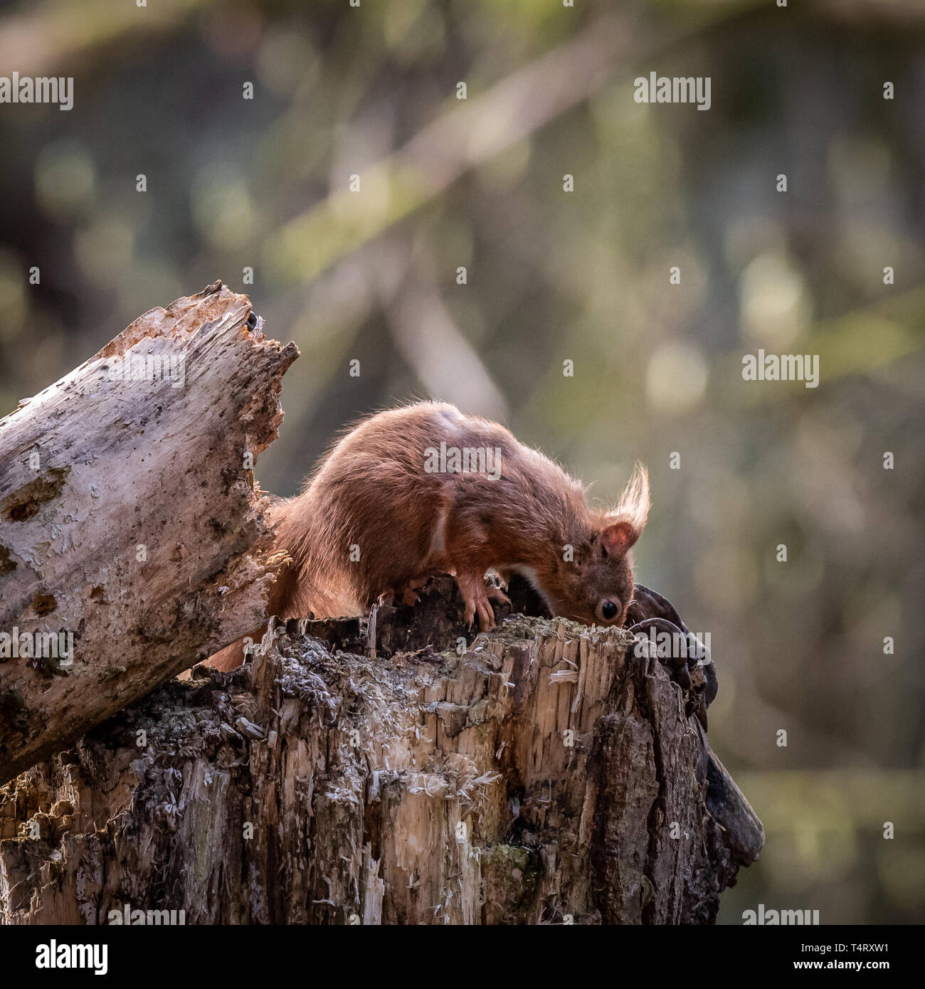 Native animal of scotland hi-res stock photography and images - Alamy